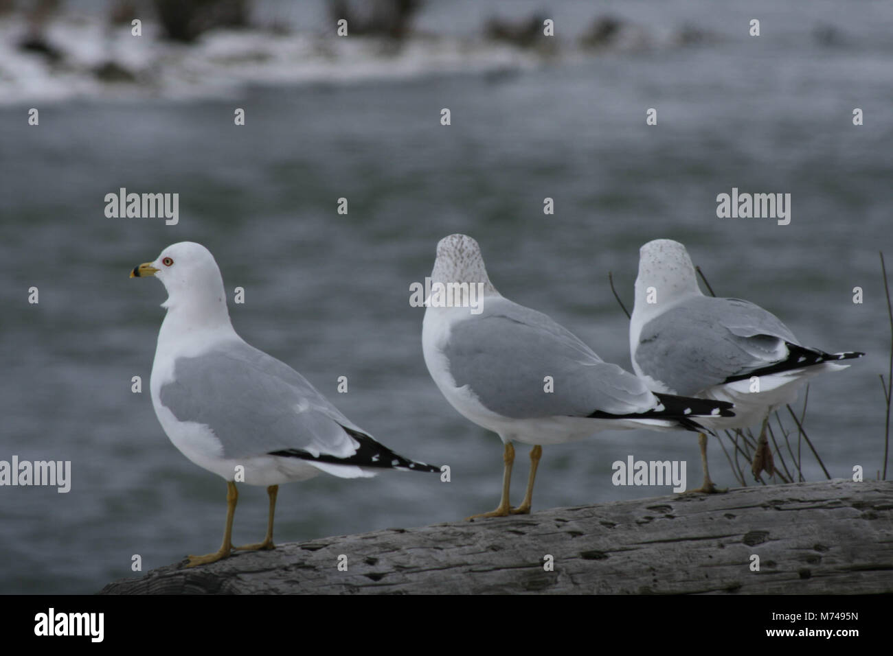 Gabbiani appollaiati immagini e fotografie stock ad alta risoluzione ...
