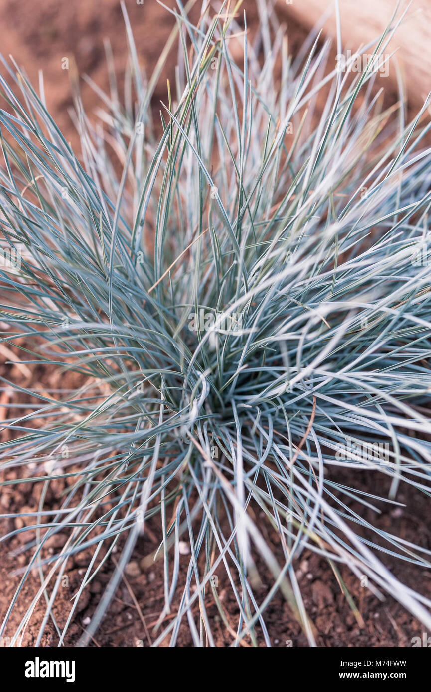 Blue fescue festuca glauca elijah blue immagini e fotografie stock ad ...