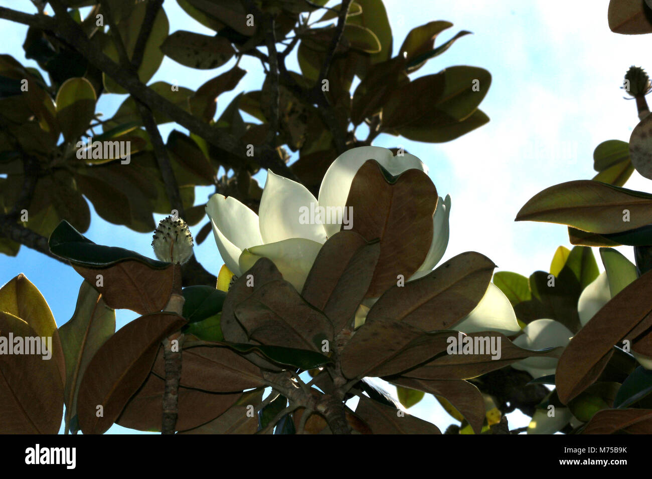 Albero della magnolia della luisiana immagini e fotografie stock ad ...