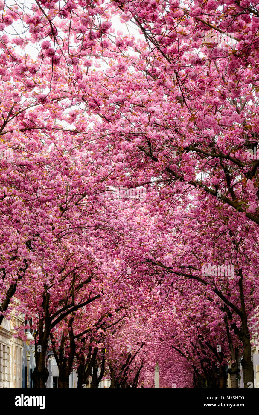 Alberi con fiori immagini e fotografie stock ad alta risoluzione - Alamy