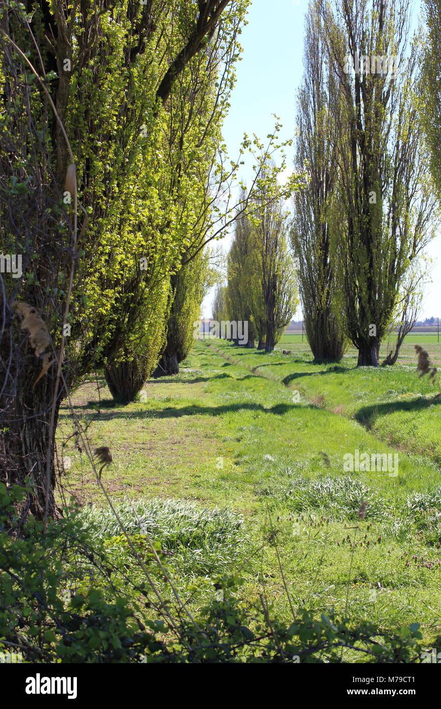 Pioppi bianchi immagini e fotografie stock ad alta risoluzione - Alamy