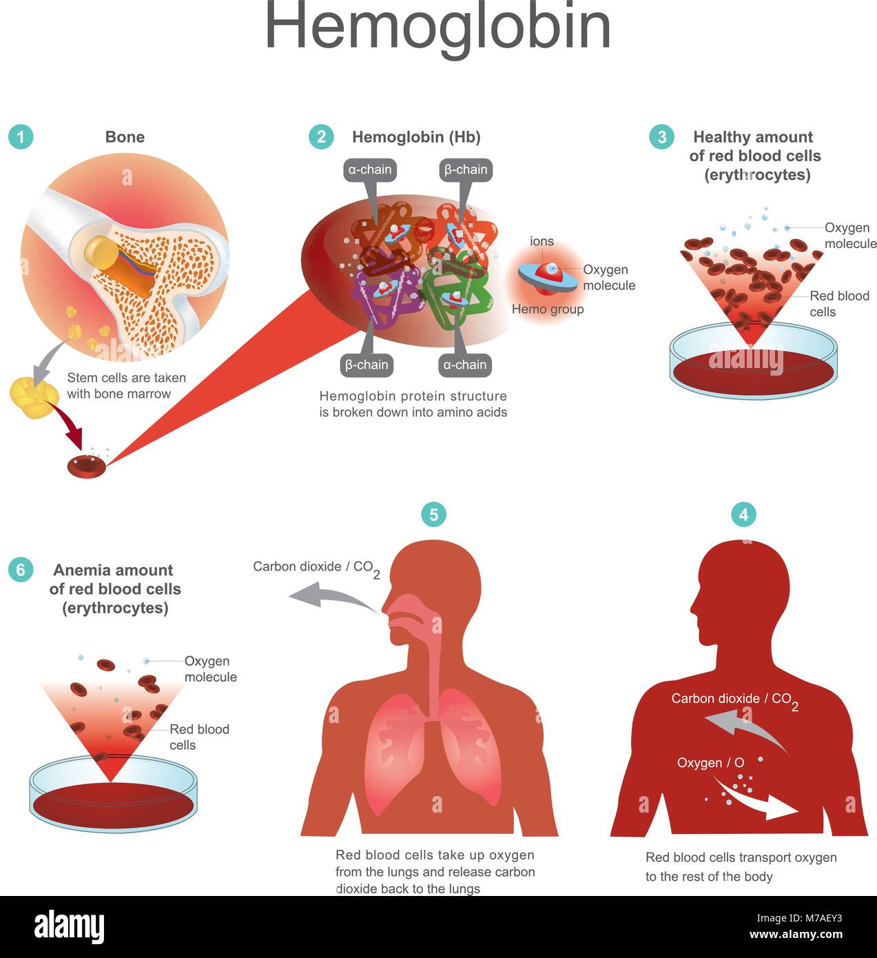Globuli rossi (eritrociti) inizia nel midollo osseo. Le cellule rosse ...
