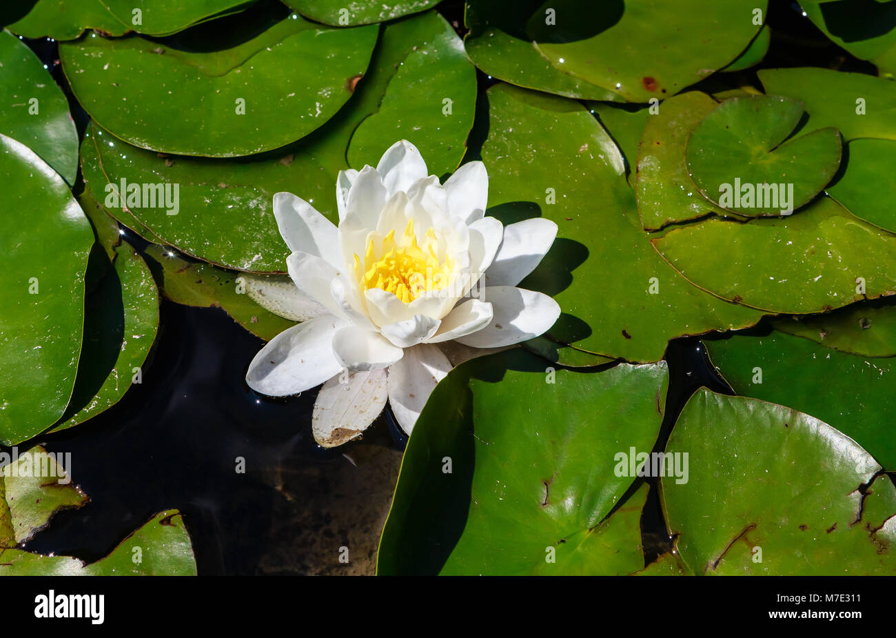 Lago ninfeo immagini e fotografie stock ad alta risoluzione - Alamy