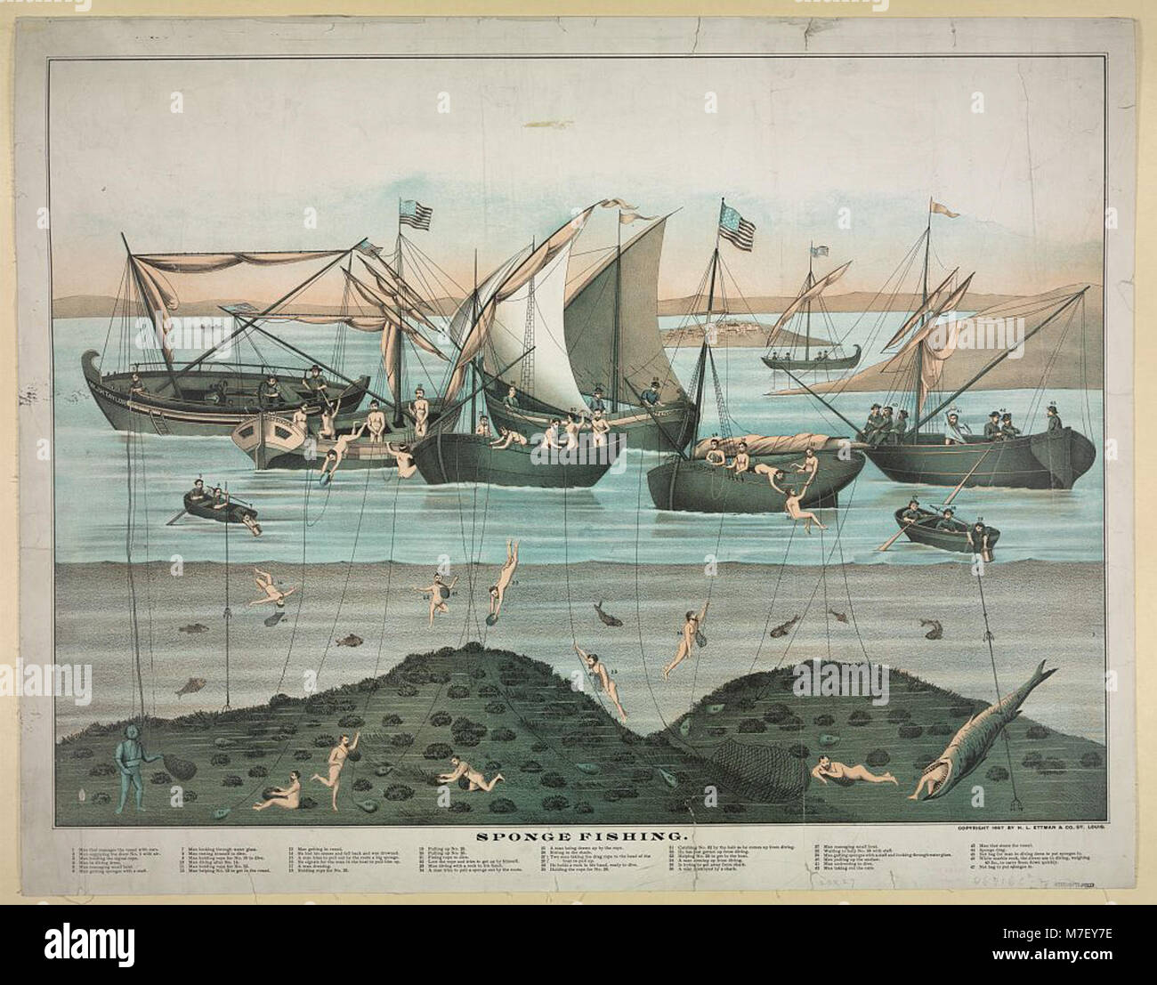 Pesca con la spugna immagini e fotografie stock ad alta risoluzione - Alamy