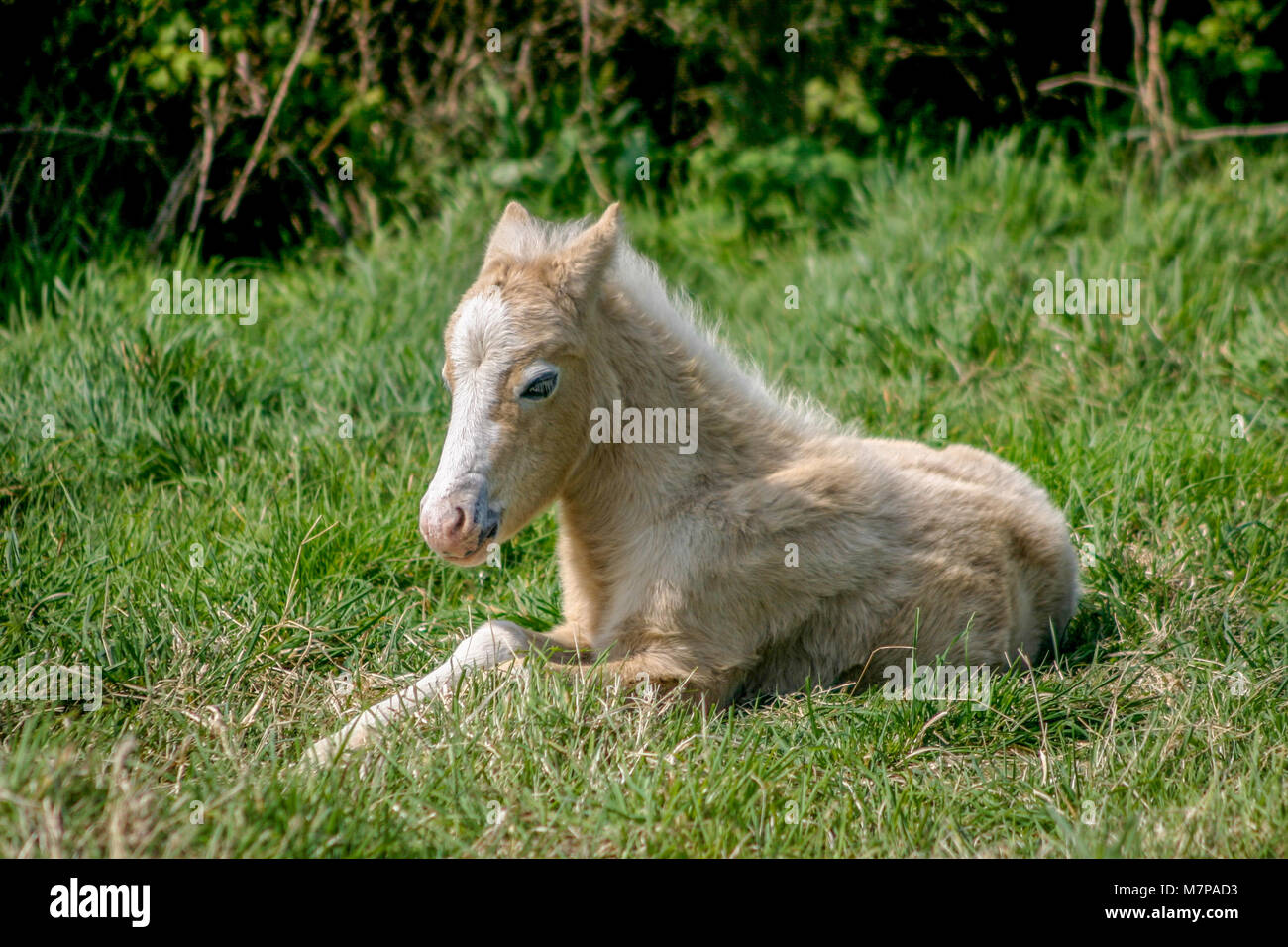 Piccolo puledro assonnato immagini e fotografie stock ad alta ...