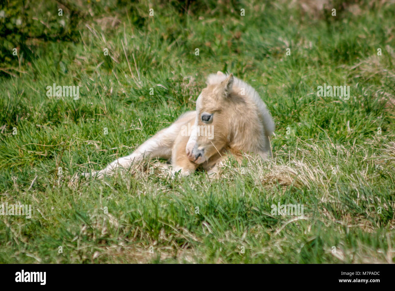 Piccolo puledro assonnato immagini e fotografie stock ad alta ...