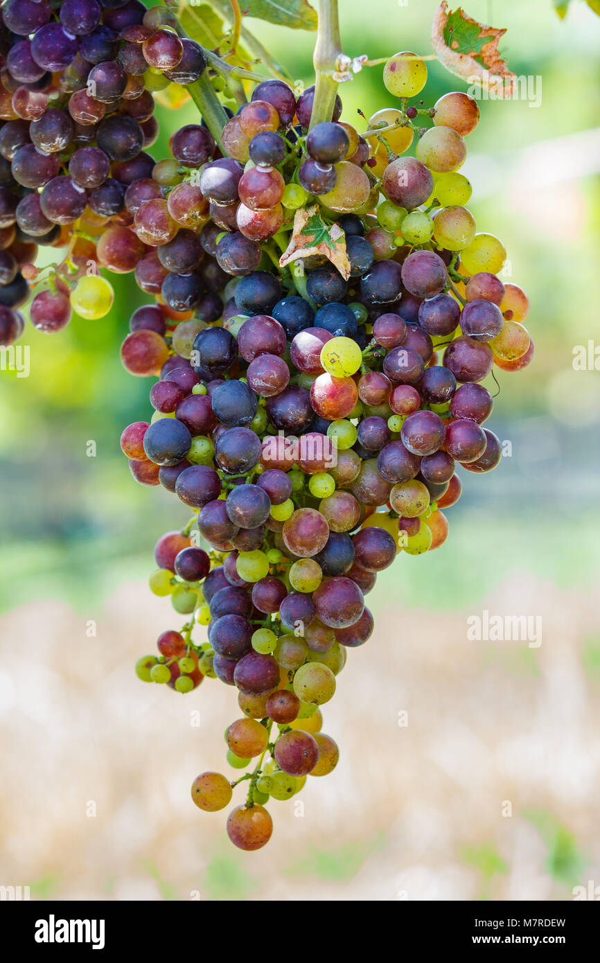 Grappolo orizzontale immagini e fotografie stock ad alta risoluzione ...