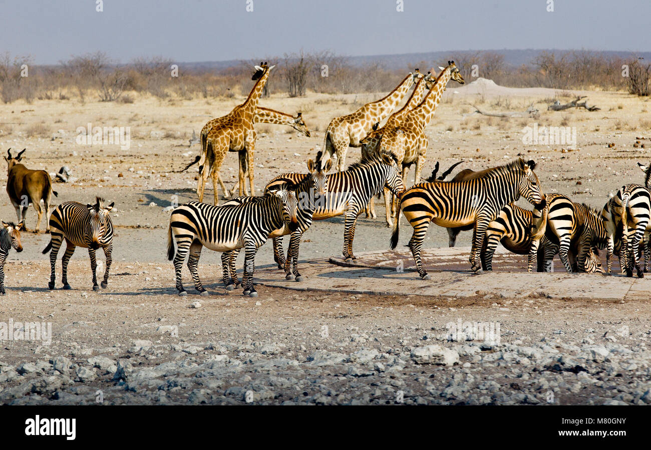 ETOSHA NP, Namibia: fauna nel Parco Nazionale Etosha, Namibia Foto ...