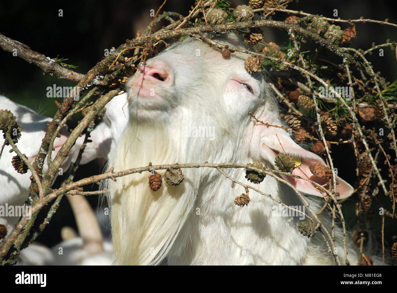 Capre saanen immagini e fotografie stock ad alta risoluzione - Alamy