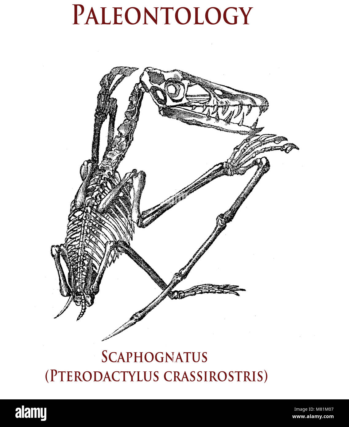 Vintage paleontologia illustrazione di epoca preistorica scaphognatus ...