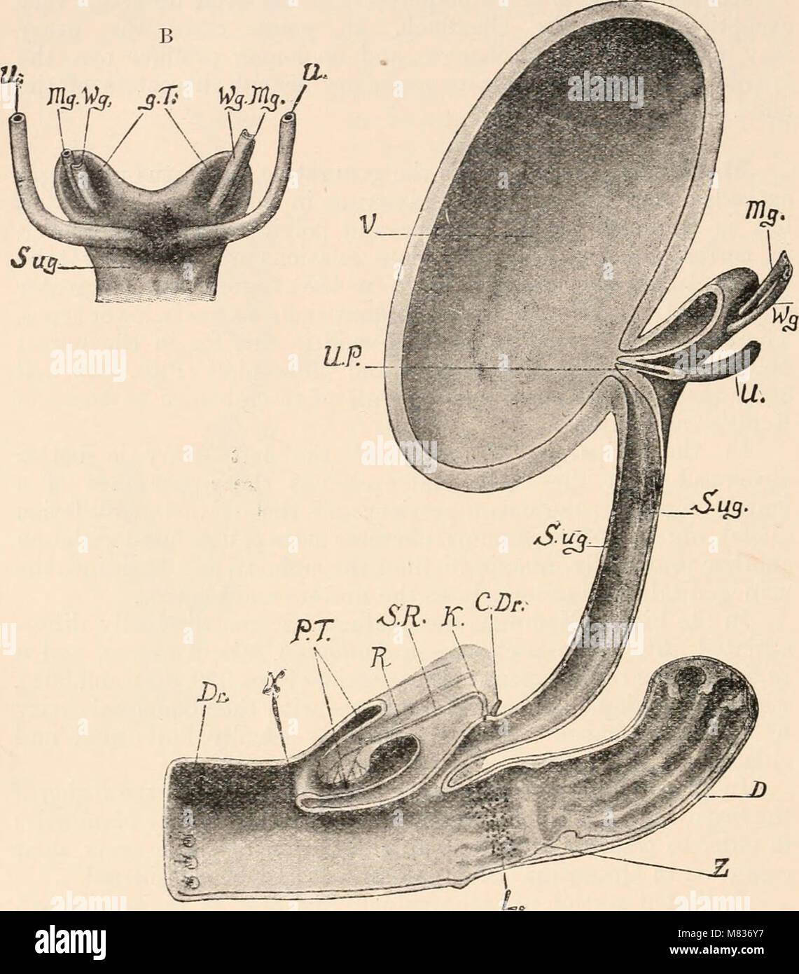 Anatomia comparata dei vertebrati (1907) (20670143655 Foto stock - Alamy