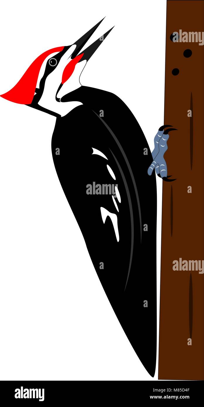 Un picchio Immagini Vettoriali Stock - Alamy