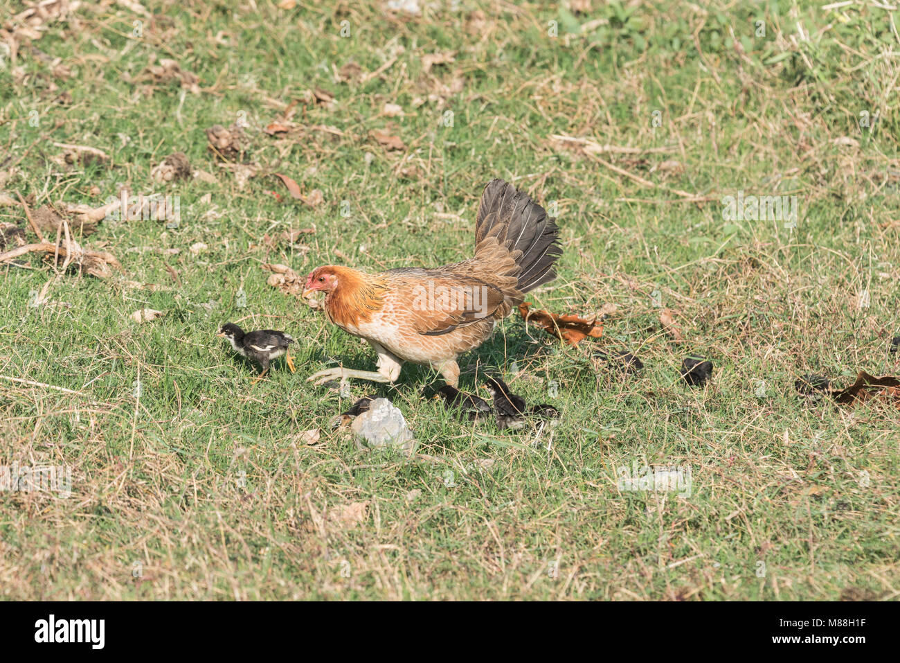 Gallina messicana e pulcini immagini e fotografie stock ad alta ...