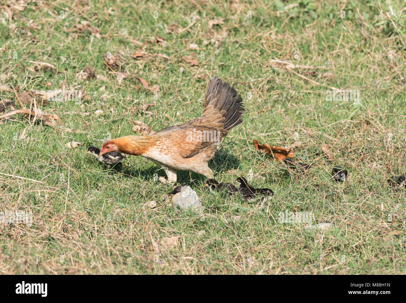 Gallina messicana e pulcini immagini e fotografie stock ad alta ...
