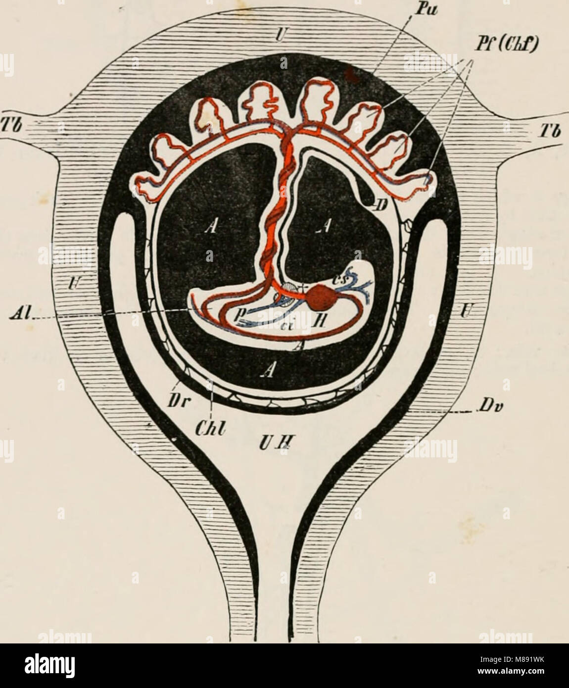 Anatomia comparata dei vertebrati immagini e fotografie stock ad alta ...