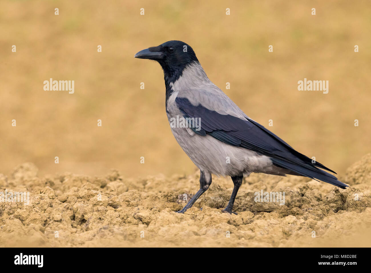 Bonte kraai immagini e fotografie stock ad alta risoluzione - Alamy