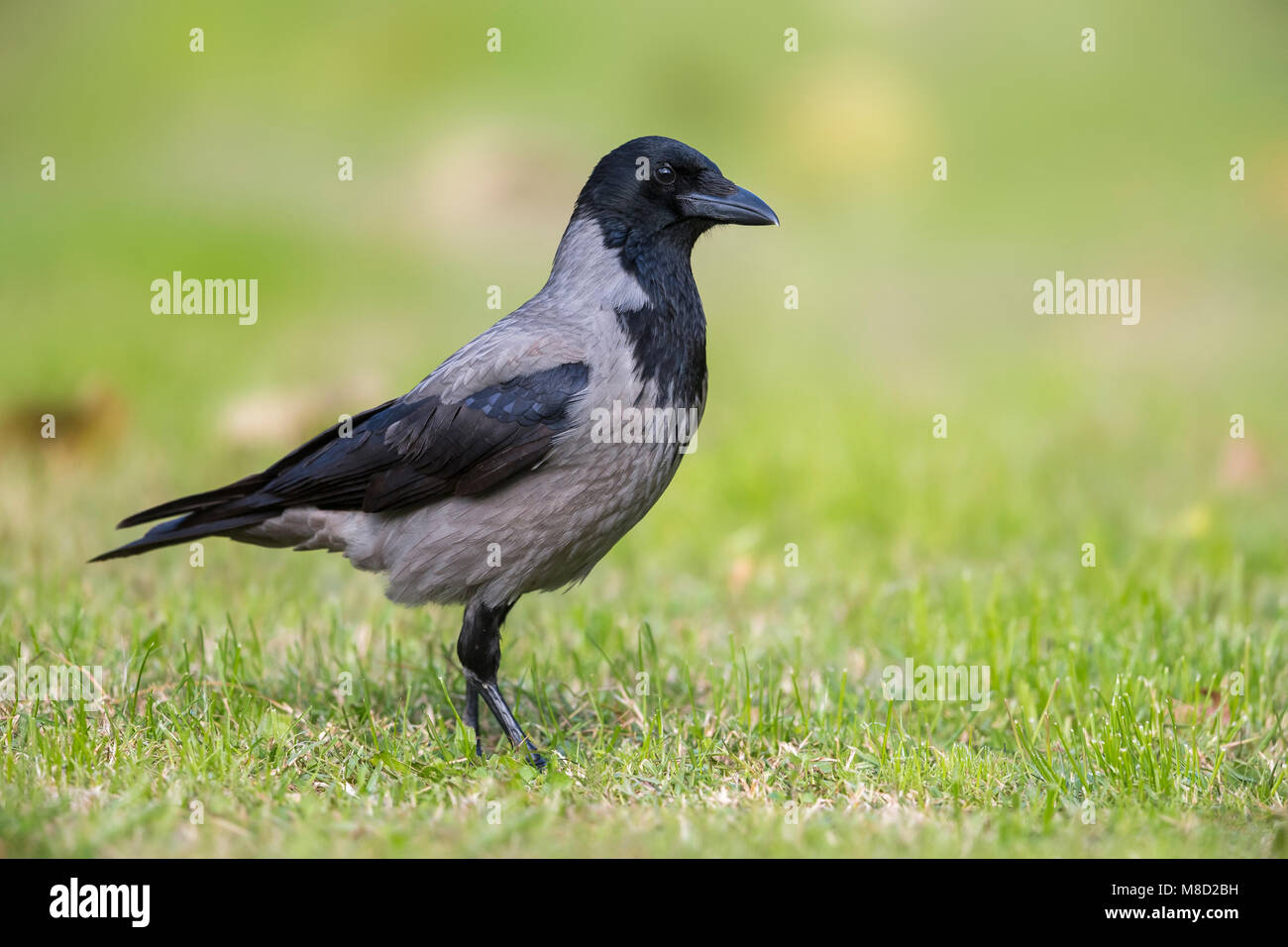 Bonte kraai immagini e fotografie stock ad alta risoluzione - Alamy