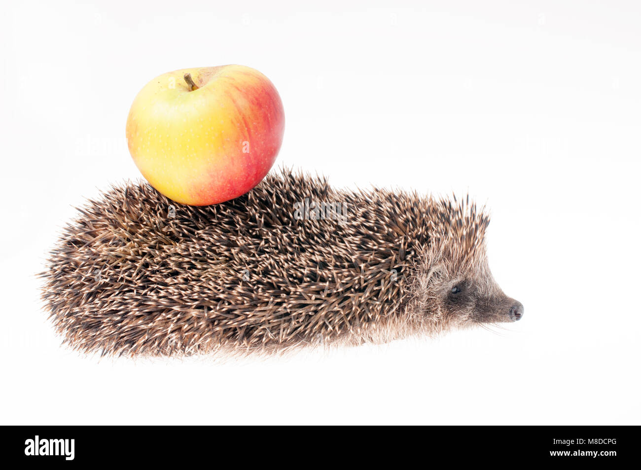 Spine riccio sfondo bianco immagini e fotografie stock ad alta ...