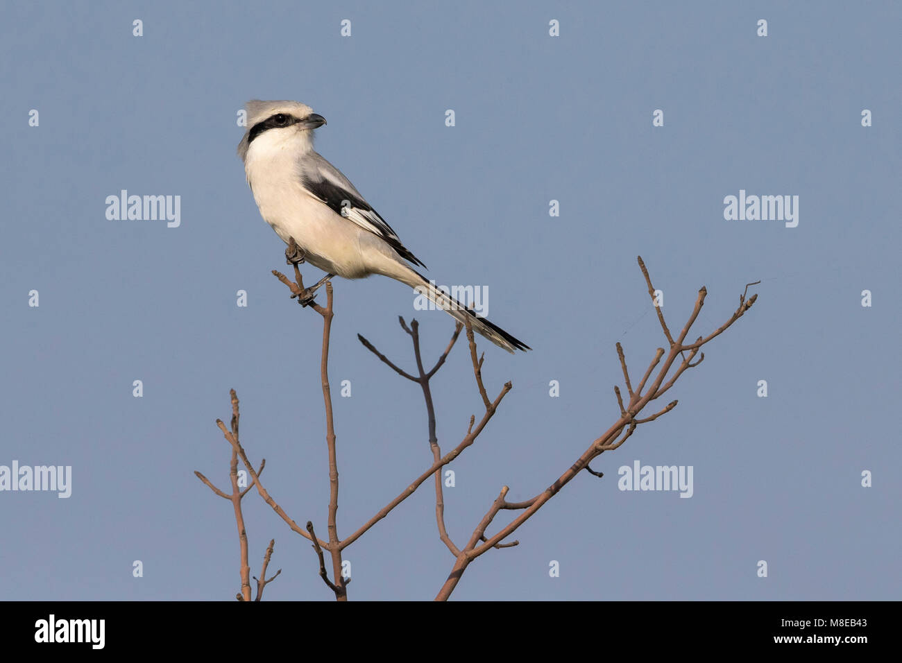 Lanius sphenocercus immagini e fotografie stock ad alta risoluzione - Alamy