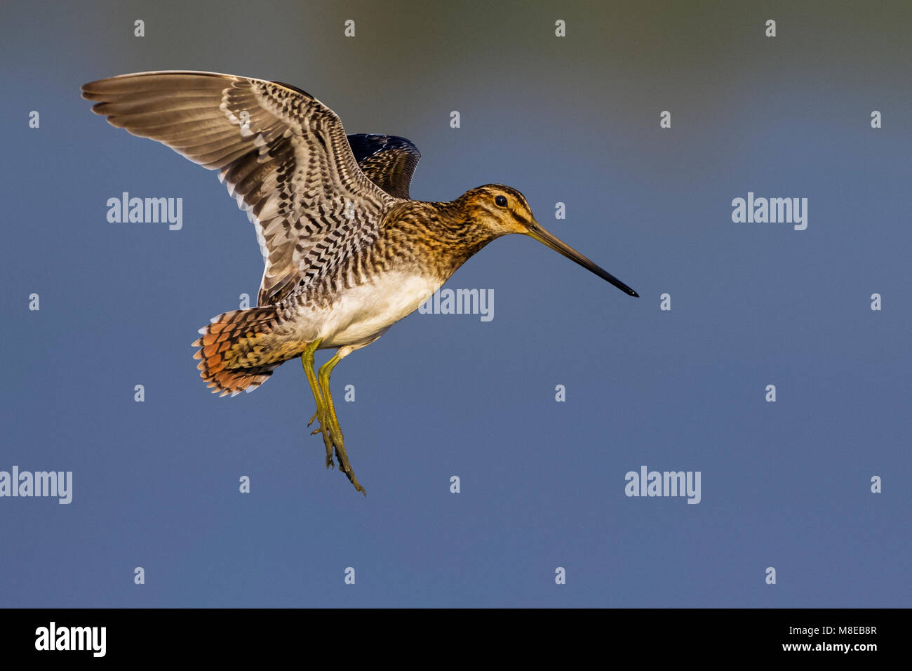 Beccaccino volante immagini e fotografie stock ad alta risoluzione - Alamy
