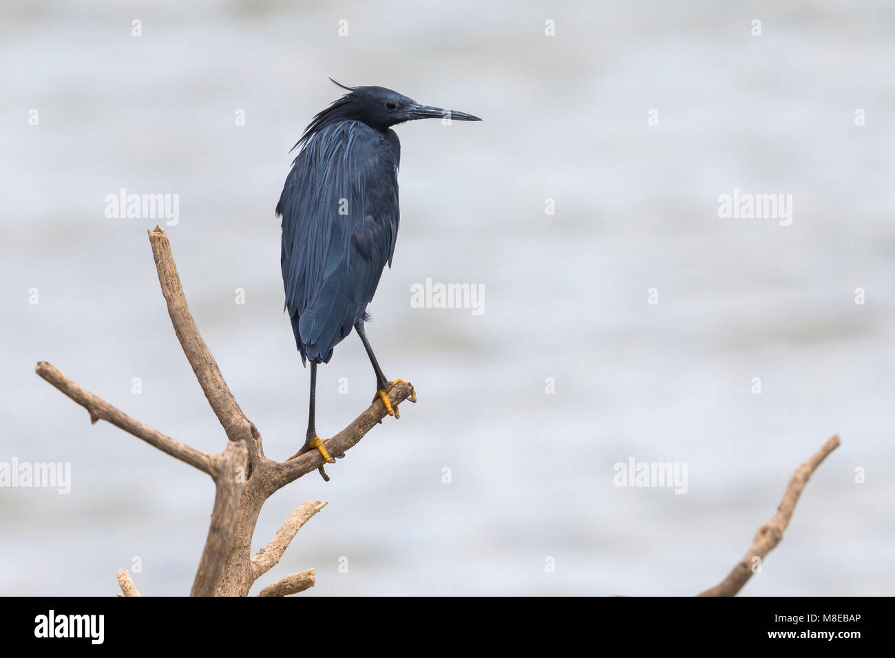 Zwarte reiger immagini e fotografie stock ad alta risoluzione - Alamy