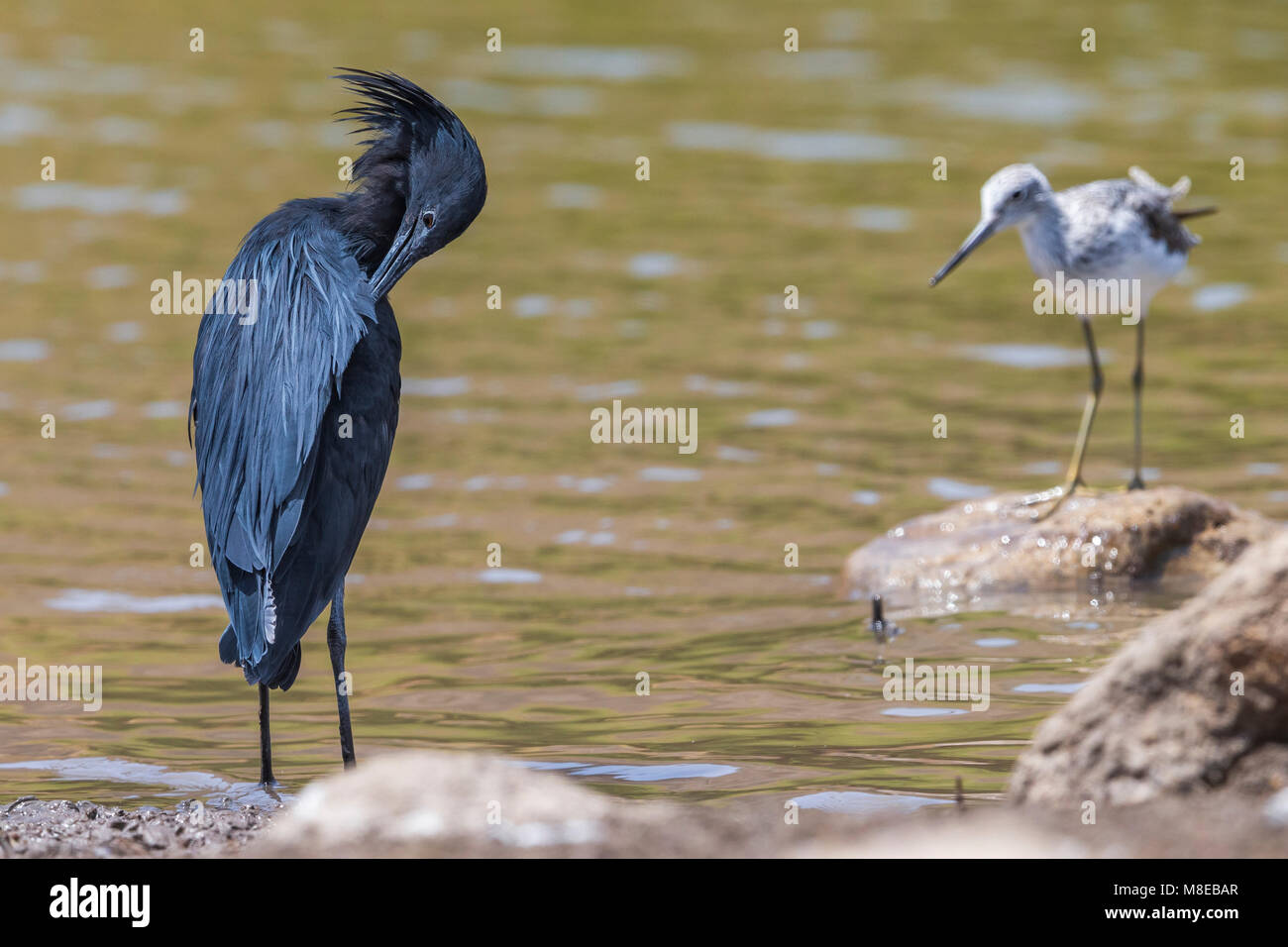 Zwarte reiger immagini e fotografie stock ad alta risoluzione - Alamy
