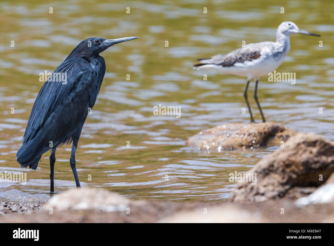 Zwarte reiger immagini e fotografie stock ad alta risoluzione - Alamy