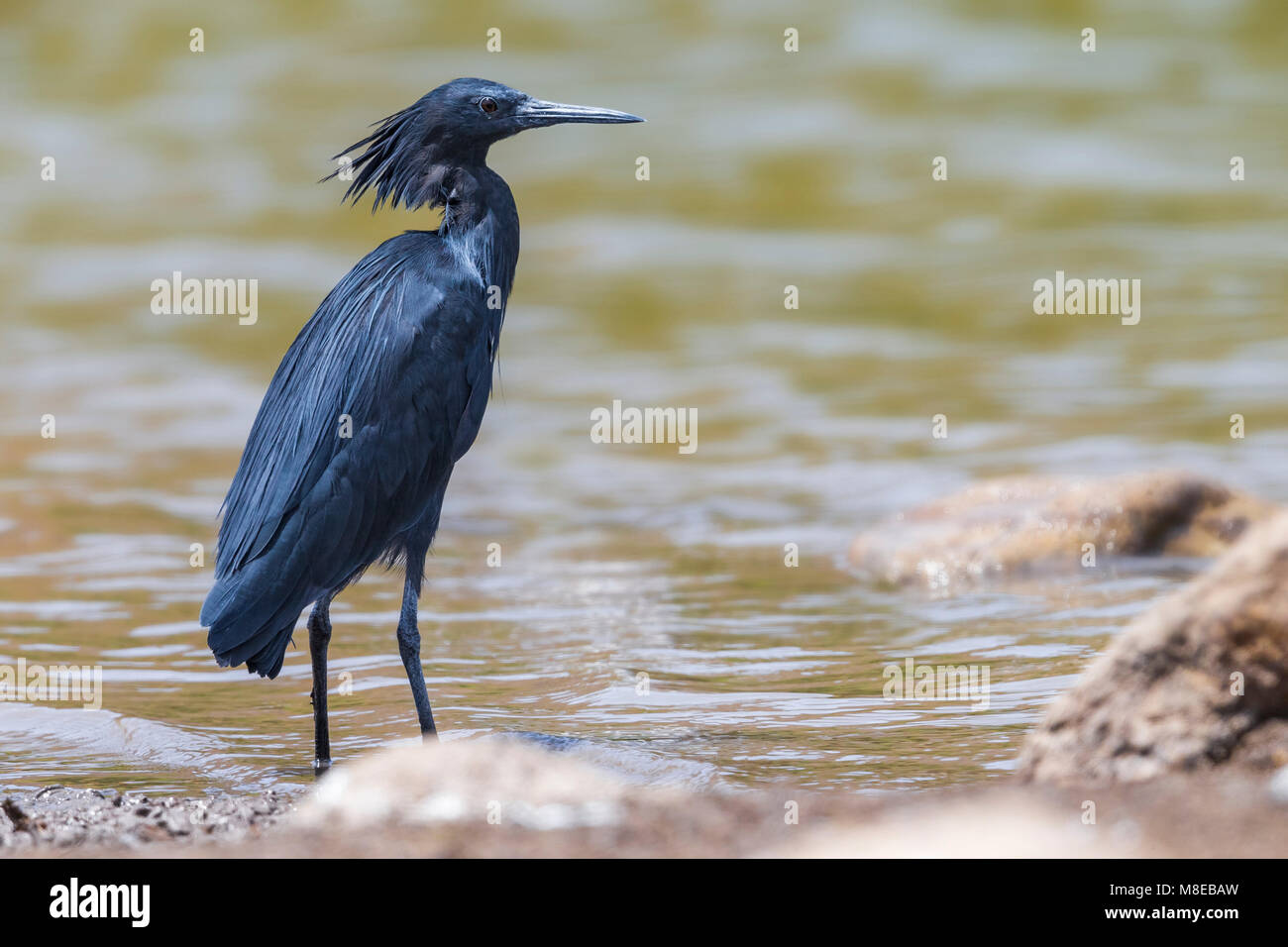 Zwarte reiger immagini e fotografie stock ad alta risoluzione - Alamy