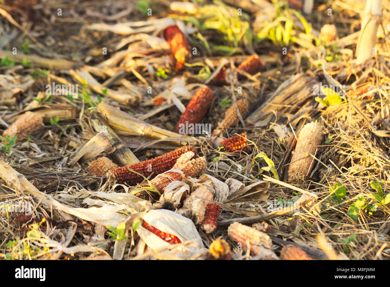 Raccolta per uso agricolo agricolo immagini e fotografie stock ad alta ...