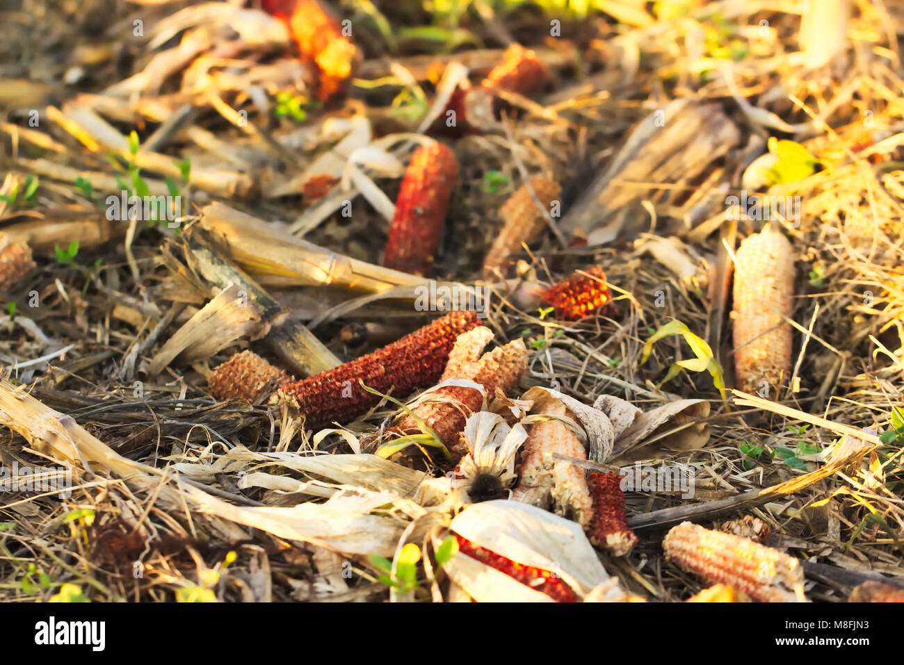 Raccolta per uso agricolo agricolo immagini e fotografie stock ad alta ...