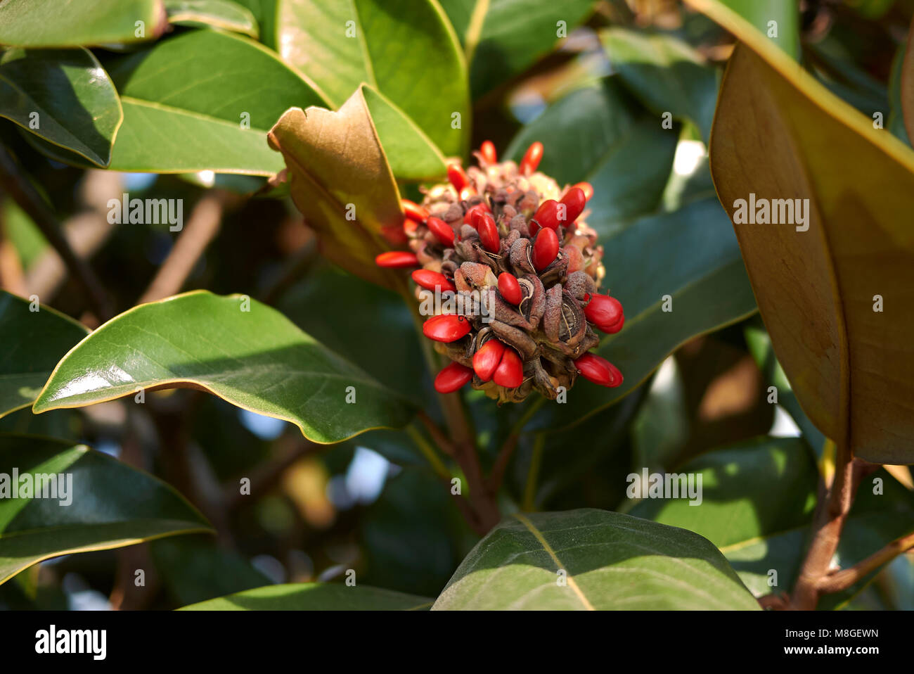 Magnolia Magnolia Grandiflora Frutti Albero Albero Magnolia Meridionale ...