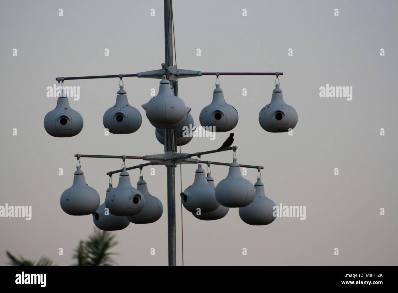Nidi viola martin immagini e fotografie stock ad alta risoluzione - Alamy