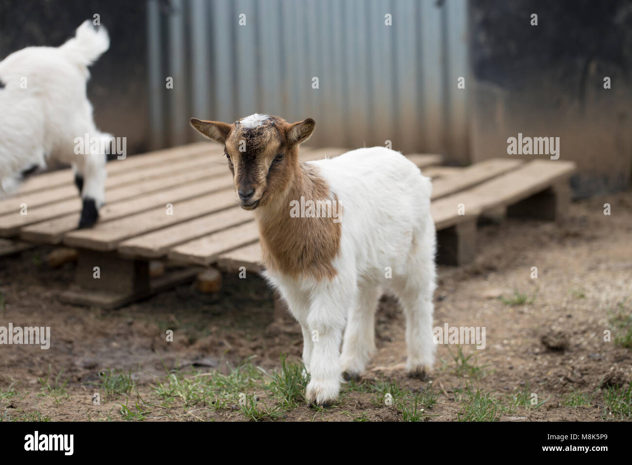 Capra pigmea africana immagini e fotografie stock ad alta risoluzione ...