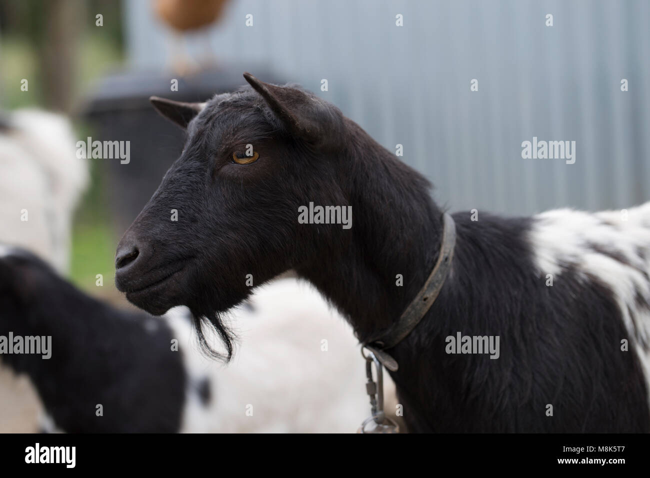 Capra pigmea africana immagini e fotografie stock ad alta risoluzione ...