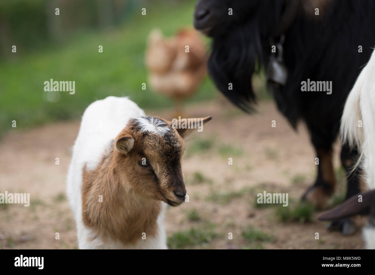 Capra da latte africana immagini e fotografie stock ad alta risoluzione ...