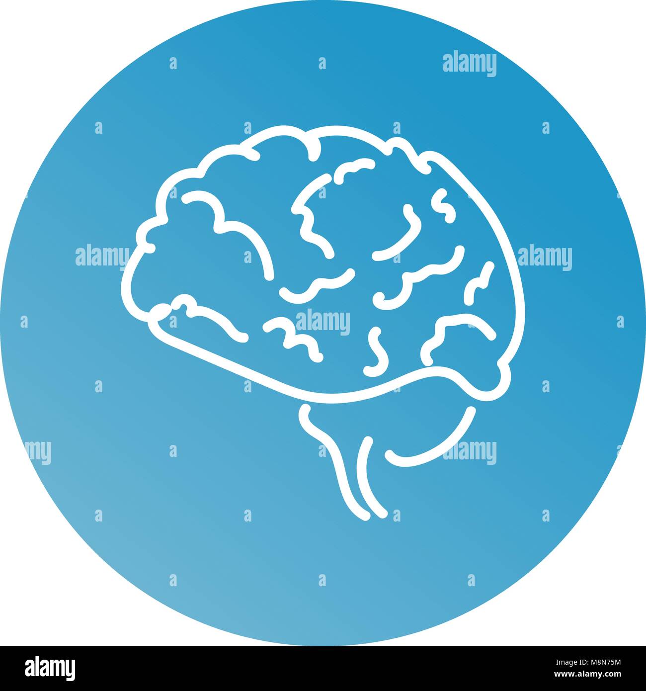 Anatomia del cervello umano Immagini Vettoriali Stock - Alamy