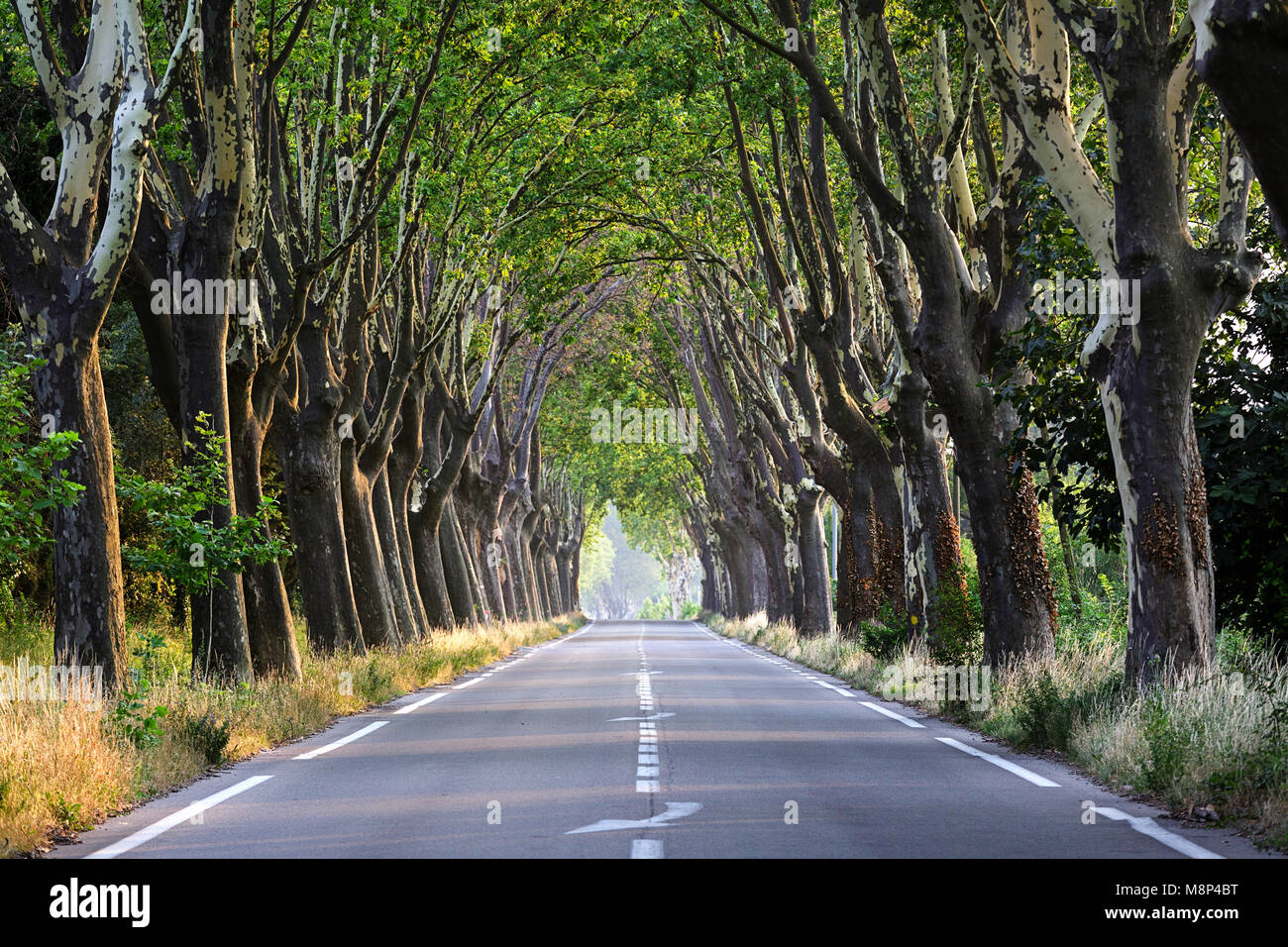 Viale alberato della strada francese immagini e fotografie stock ad ...