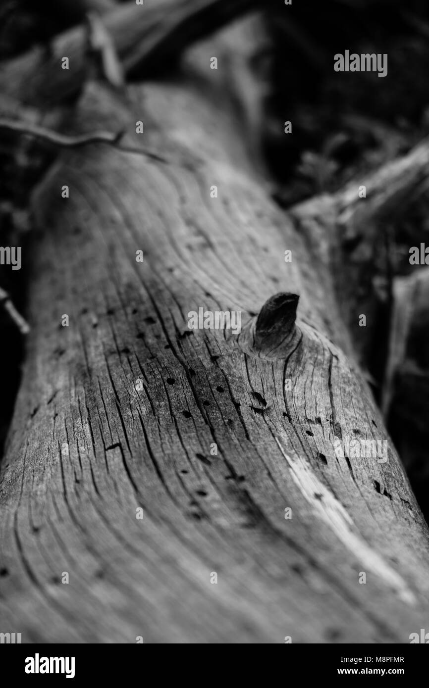 Legname marcio o legno Foto e Immagini Stock in Bianco e Nero - Alamy