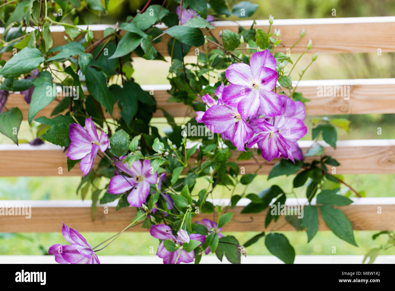 "Pernille' Clematis viola, Italiensk klematis (Clematis viticella Foto ...