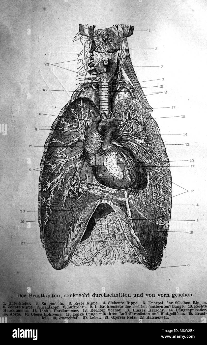Organs of the thorax immagini e fotografie stock ad alta risoluzione ...