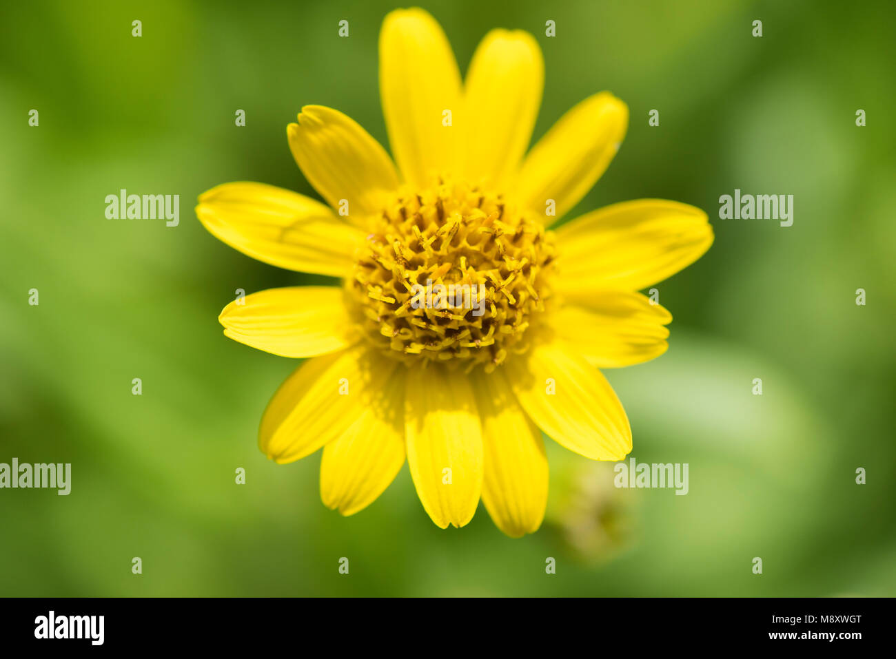 Pianta officinale immagini e fotografie stock ad alta risoluzione - Alamy