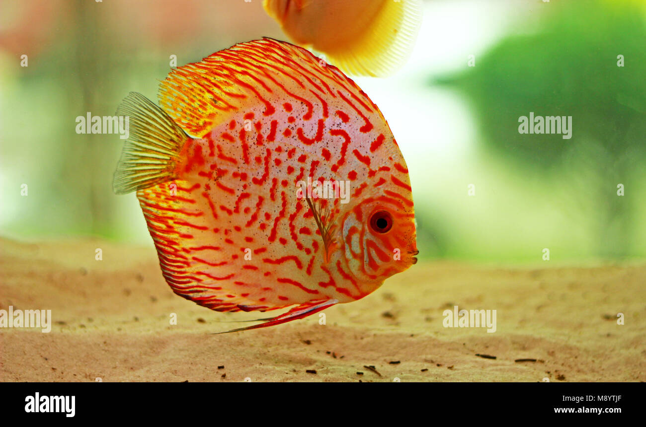 Acquario di pesci discus immagini e fotografie stock ad alta ...