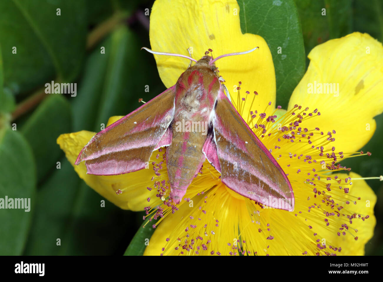 Elefante falco deilephila elpenor immagini e fotografie stock ad alta ...
