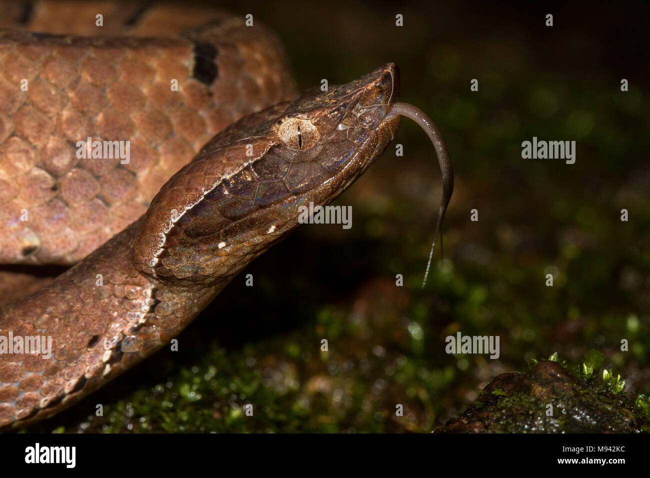 Vipera del pozzo gobba immagini e fotografie stock ad alta risoluzione ...