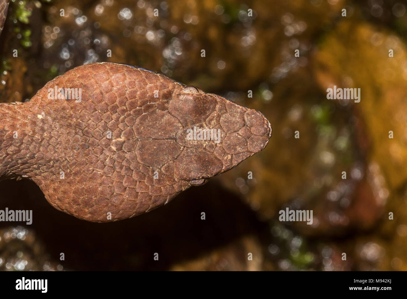 Vipera del pozzo gobba immagini e fotografie stock ad alta risoluzione ...