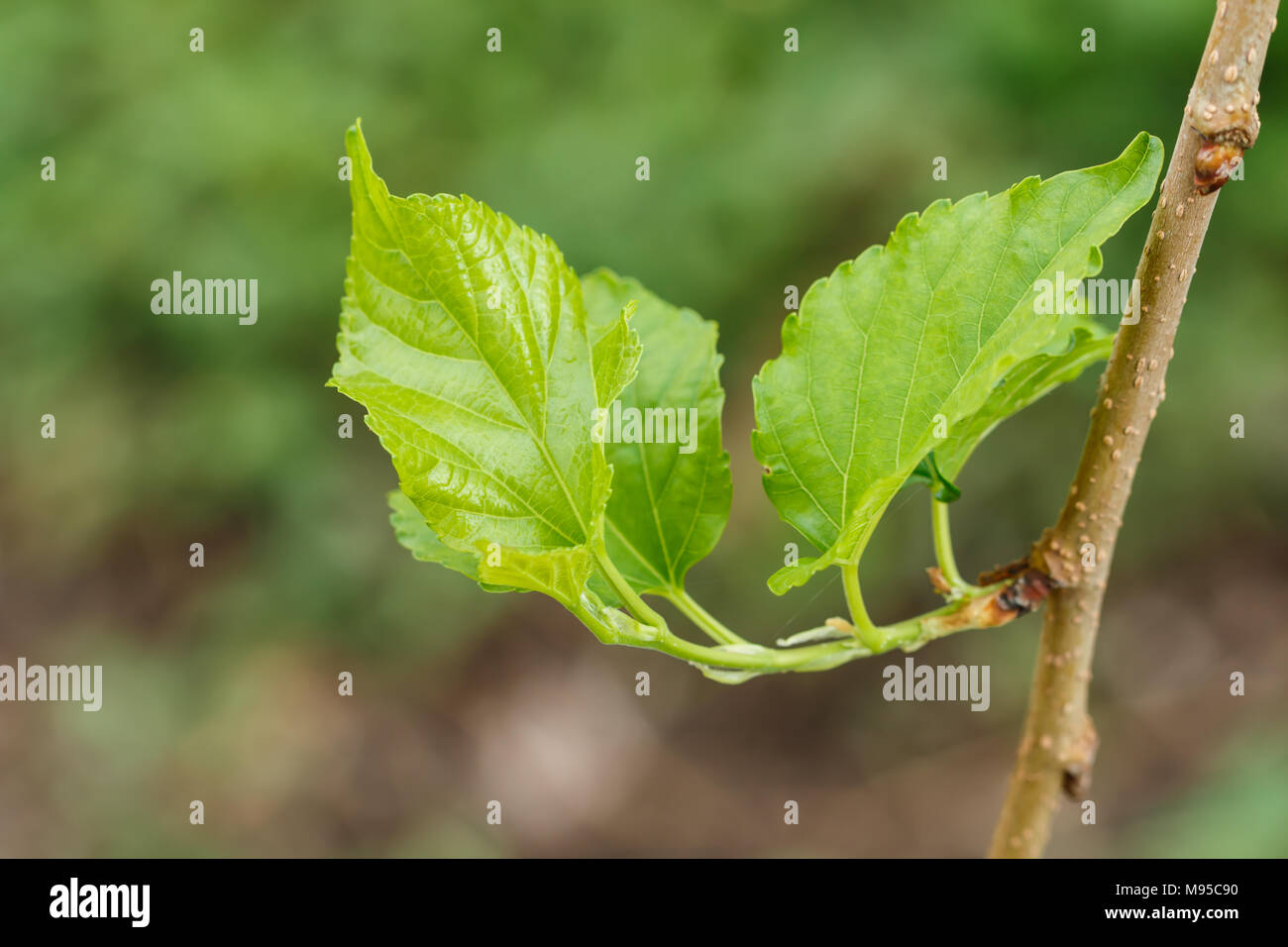 Pianta di gelso gemme immagini e fotografie stock ad alta risoluzione ...