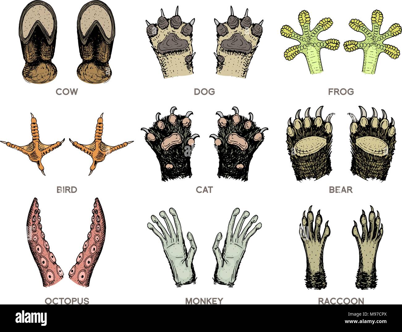 Le zampe di animali o di impronte e fauna selvatica. Bird e creature ...