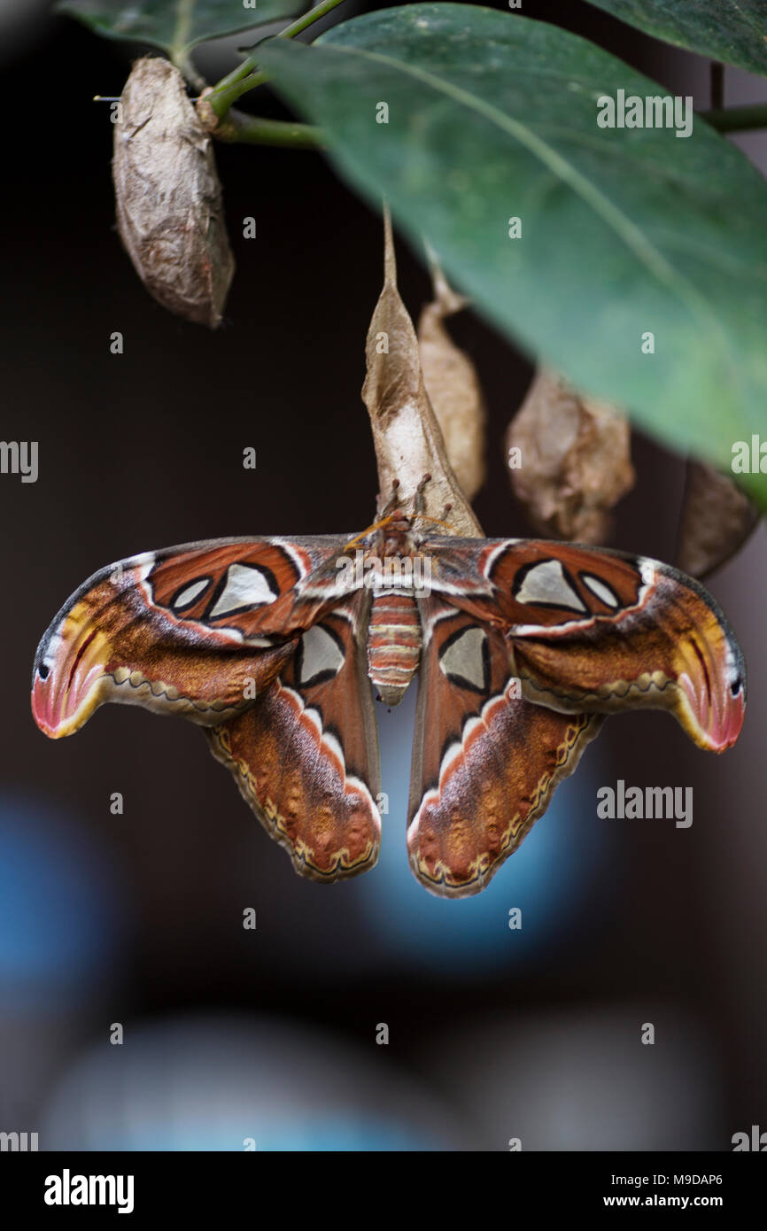 Falena gigante immagini e fotografie stock ad alta risoluzione - Alamy