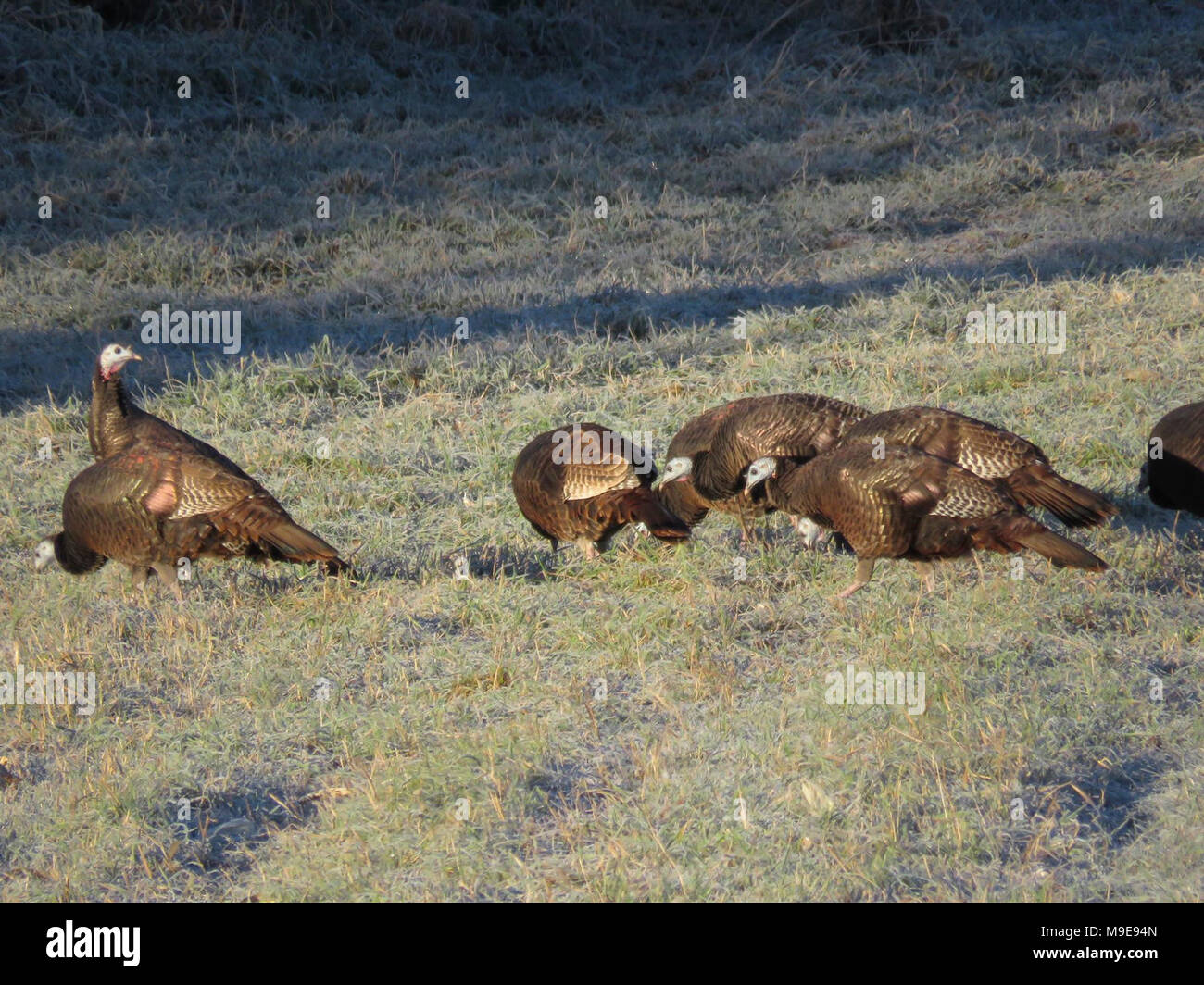 Tacchini mangiano immagini e fotografie stock ad alta risoluzione - Alamy