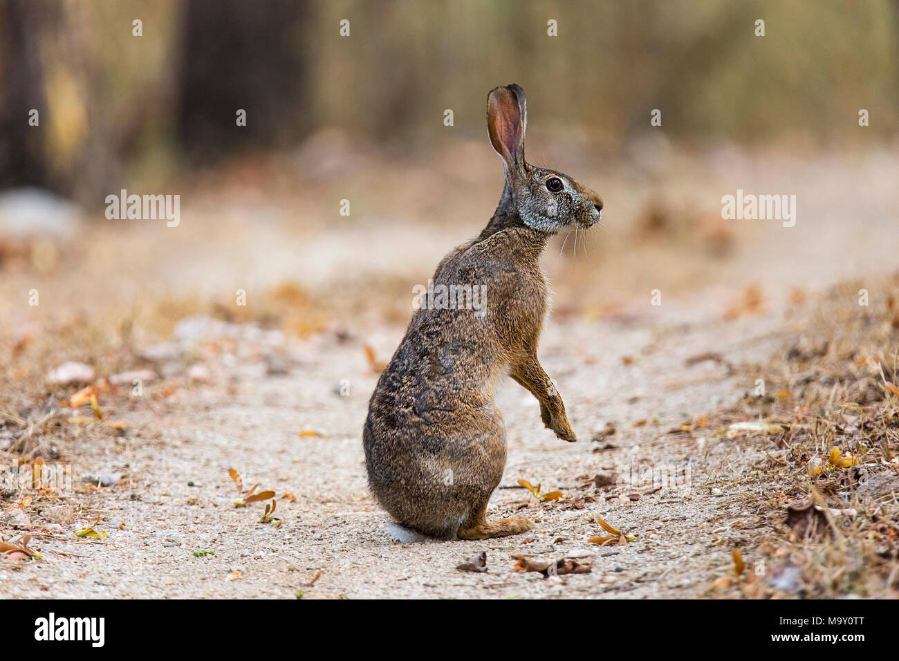 Lepre selvatica immagini e fotografie stock ad alta risoluzione - Alamy